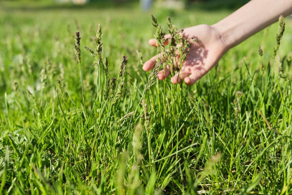 Parramatta Grass Control: Identify, Kill & Prevent GPG - Let'sGo2Australia